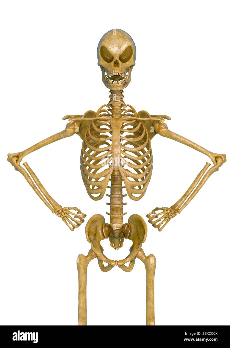 skeleton in a white background doing a power pose. This guy in clipping path is very useful for ...