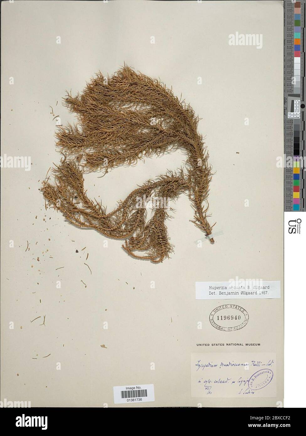 Phlegmariurus arcuatus B llg B llg Phlegmariurus arcuatus B llg B llg ...