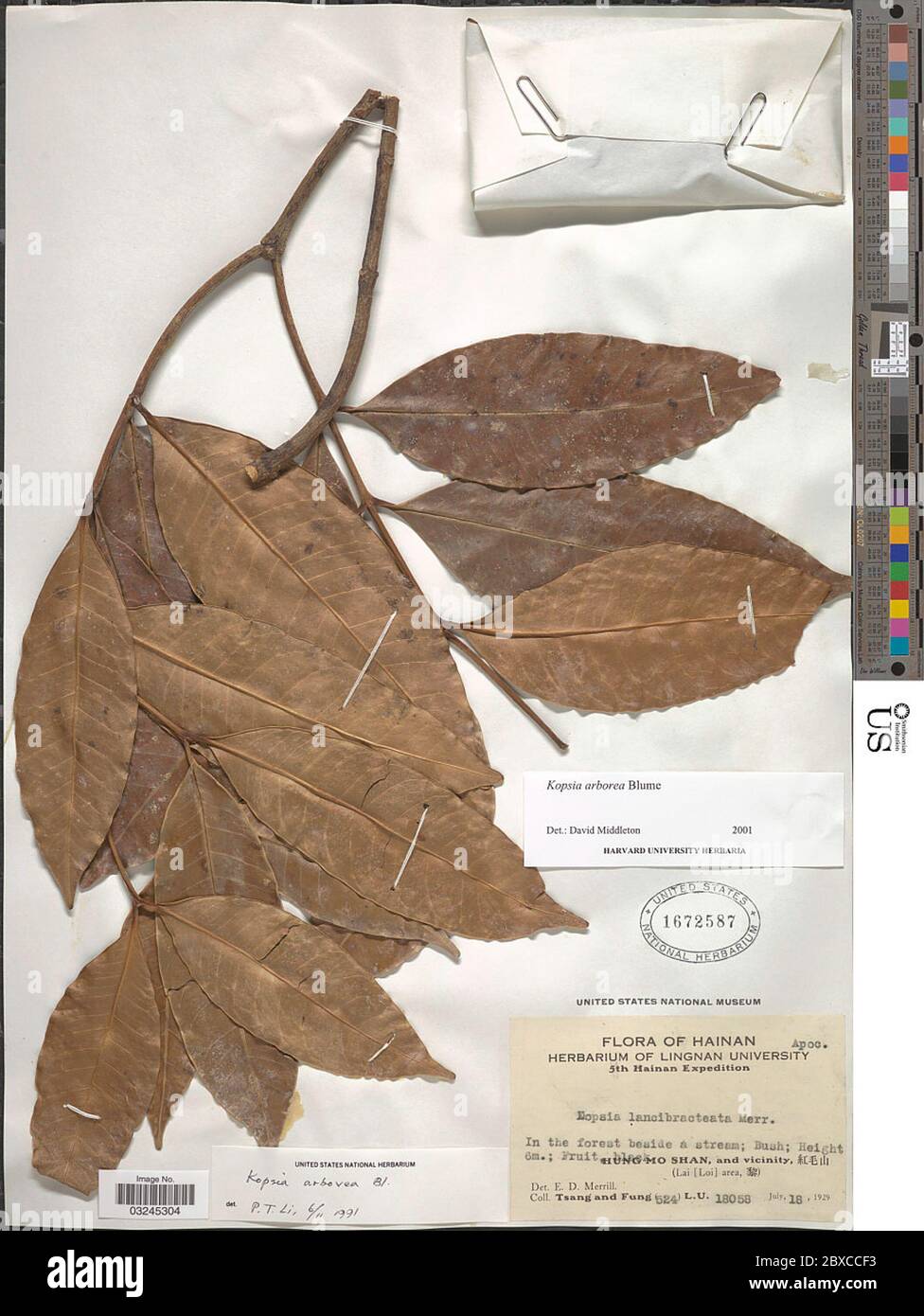 Kopsia arborea Blume Kopsia arborea Blume Stock Photo - Alamy