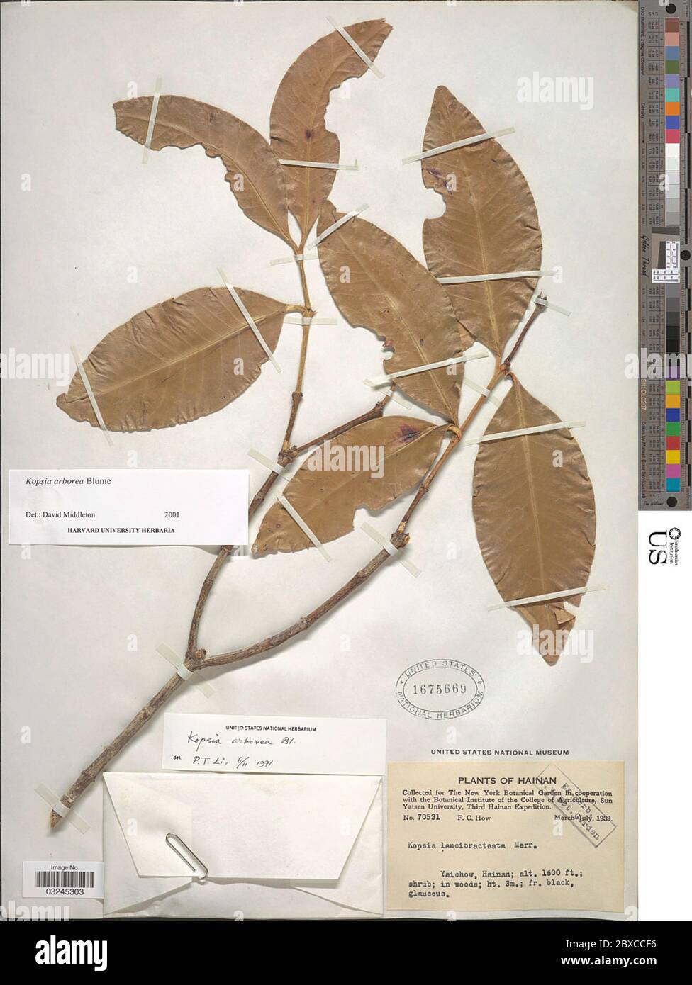 Kopsia arborea Blume Kopsia arborea Blume Stock Photo - Alamy