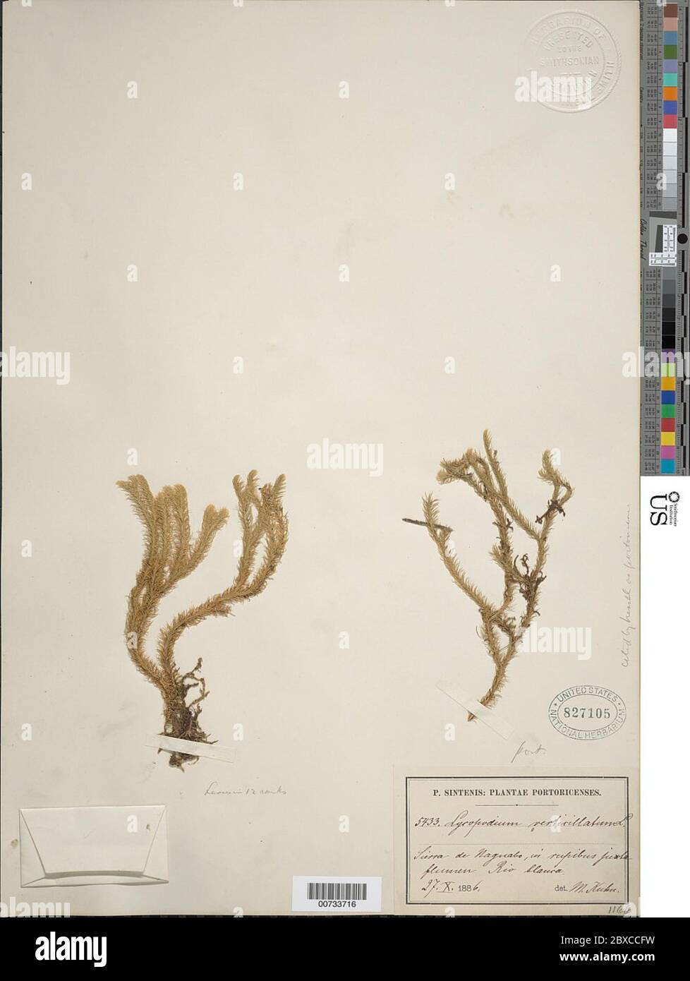 Phlegmariurus filiformis Sw WH Wagner Phlegmariurus filiformis Sw WH ...