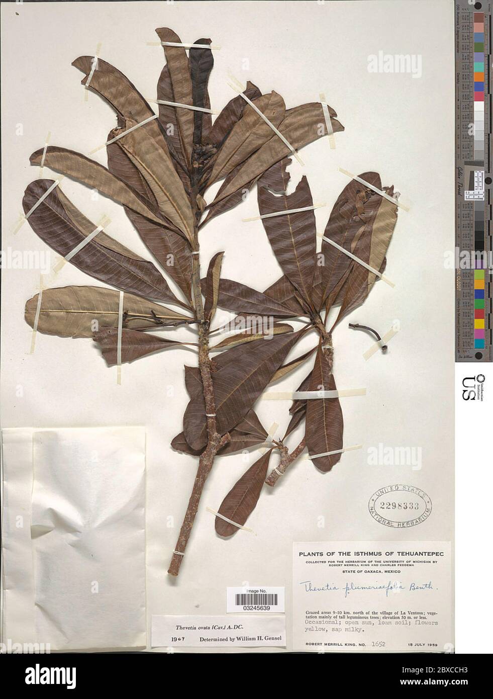Thevetia ovata Cav A DC Thevetia ovata Cav A DC Stock Photo - Alamy