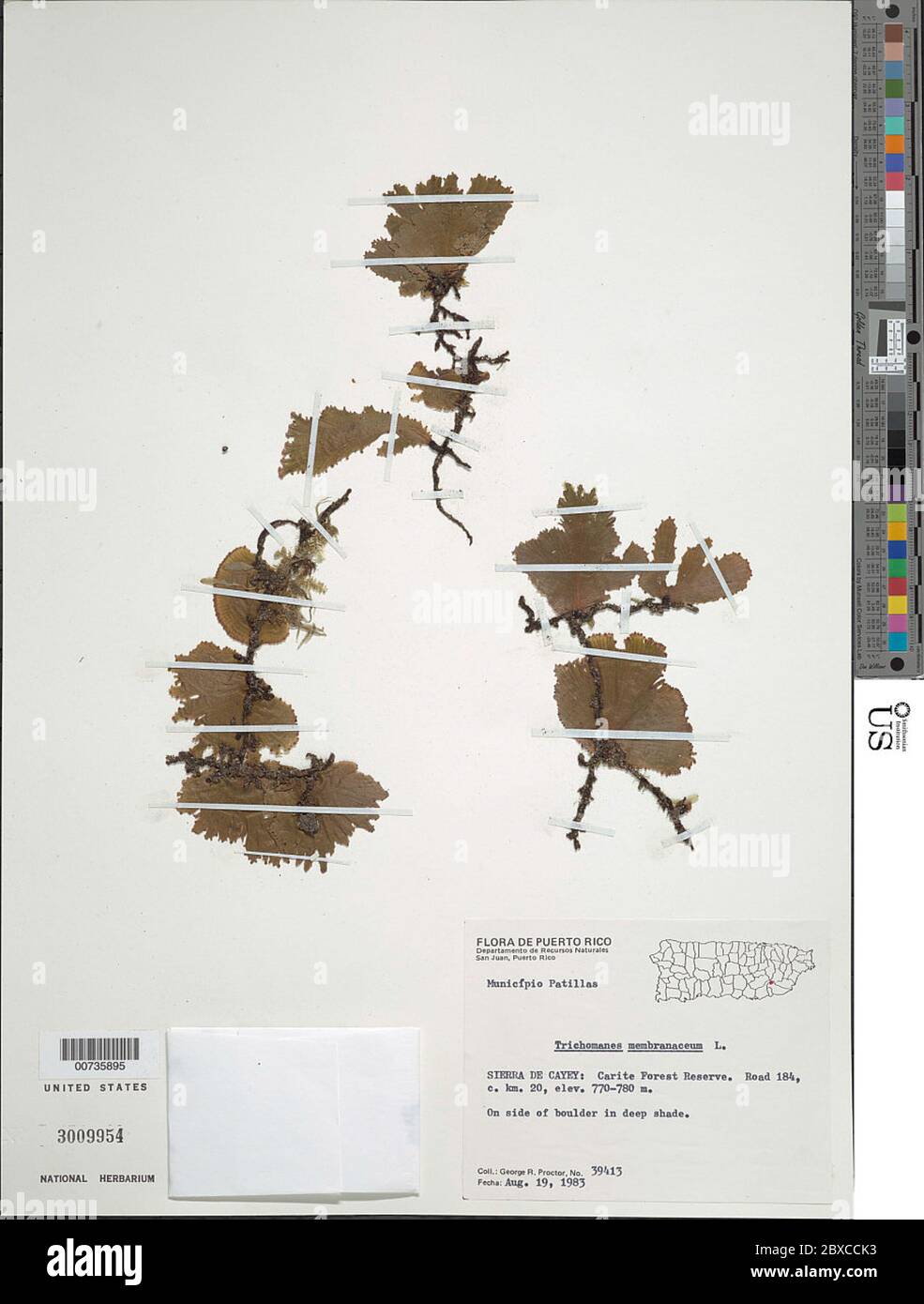 Didymoglossum membranaceum L Vareschi Didymoglossum membranaceum L ...