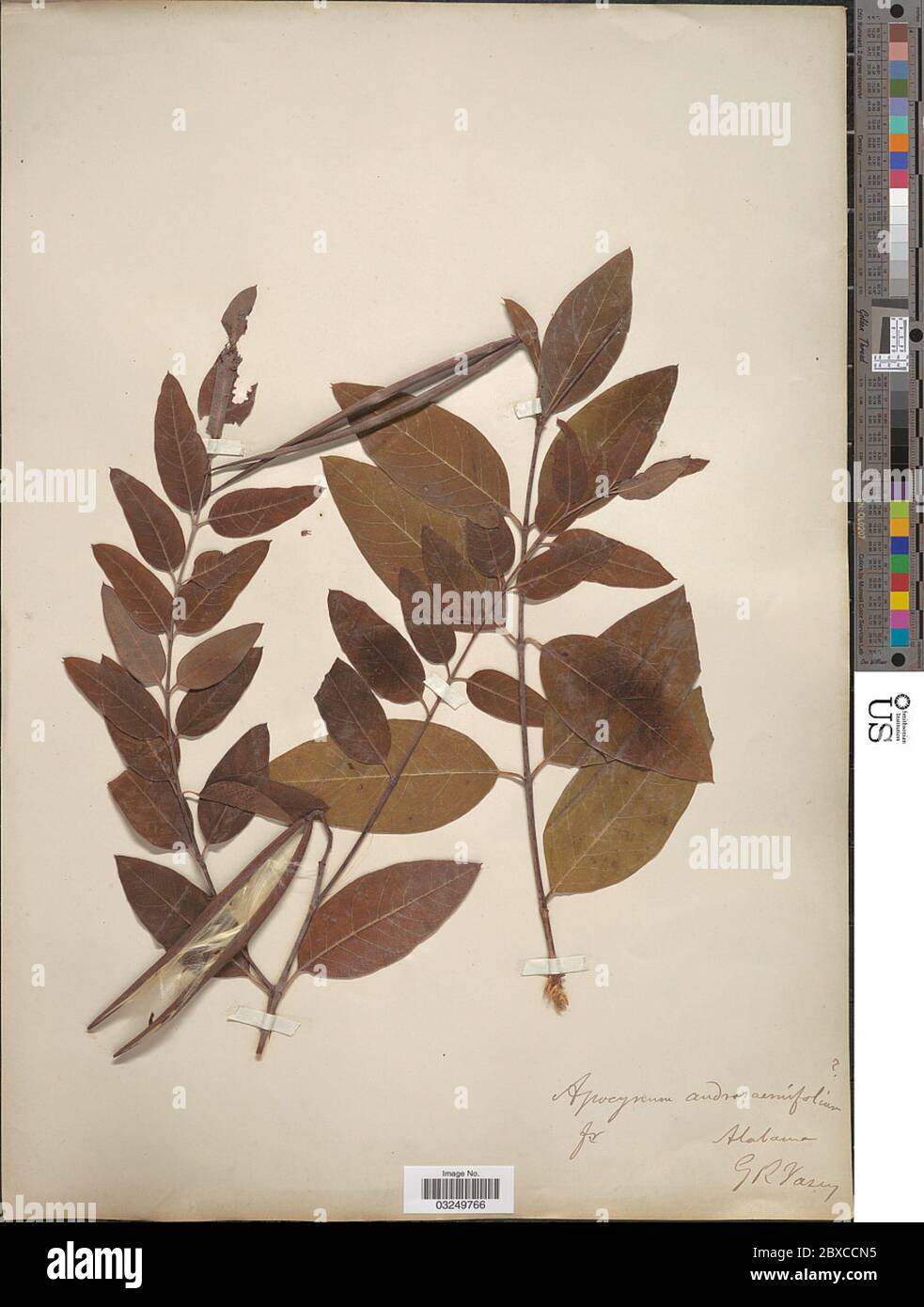 Apocynum l hi-res stock photography and images - Alamy