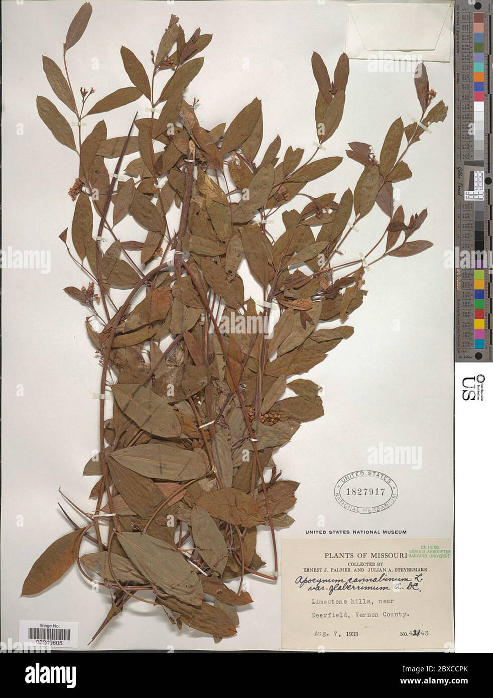 Apocynum l hi-res stock photography and images - Alamy