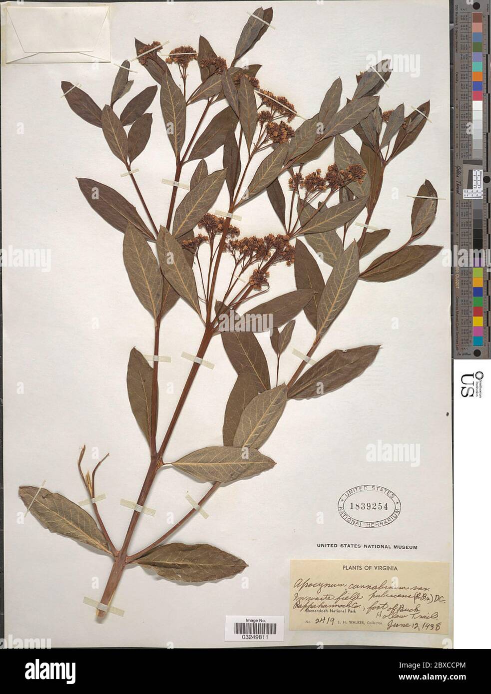 Apocynum l hi-res stock photography and images - Alamy