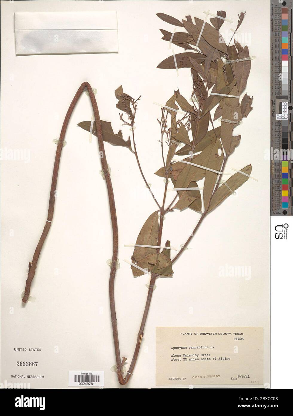 Apocynum l hi-res stock photography and images - Alamy