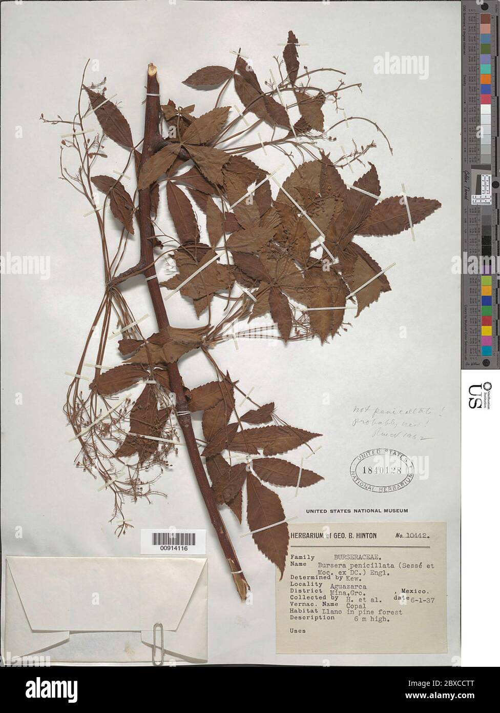 Burseraceae family hi-res stock photography and images - Alamy