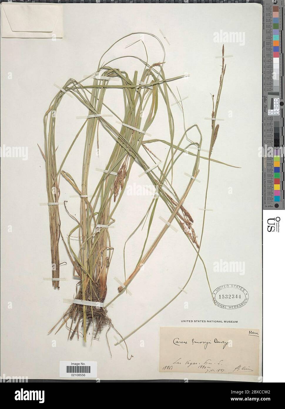 Carex emoryi Dewey Carex emoryi Dewey Stock Photo - Alamy