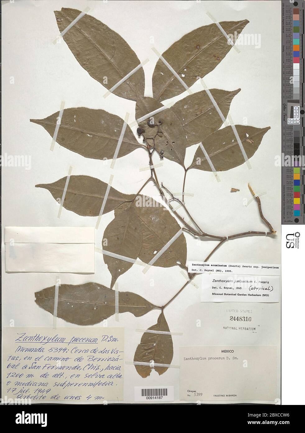 Zanthoxylum acuminatum subsp juniperinum Sw Sw Zanthoxylum acuminatum ...