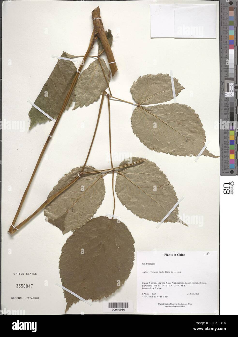 Astilbe rivularis hi-res stock photography and images - Alamy