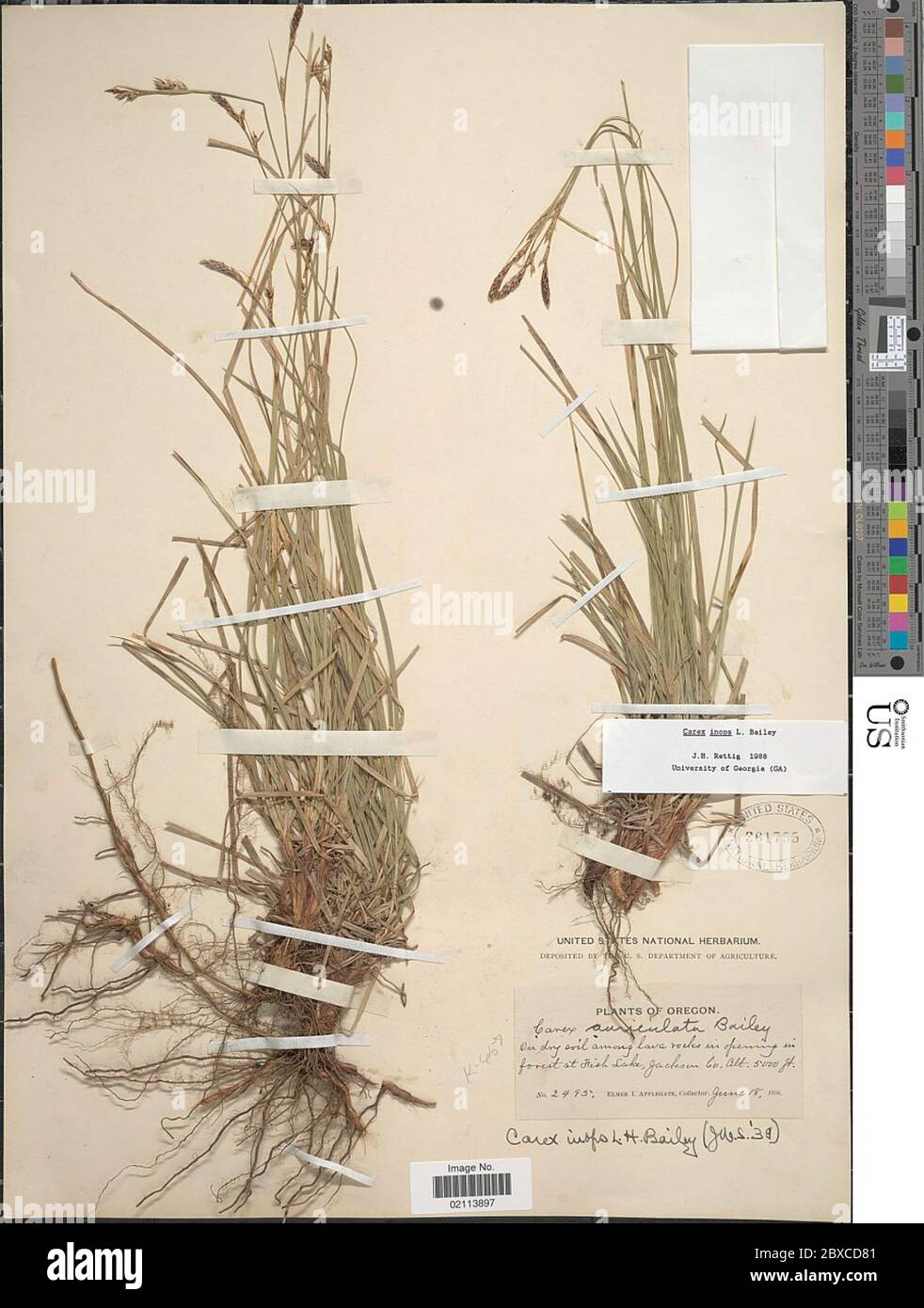 Carex inops LH Bailey Carex inops LH Bailey Stock Photo - Alamy