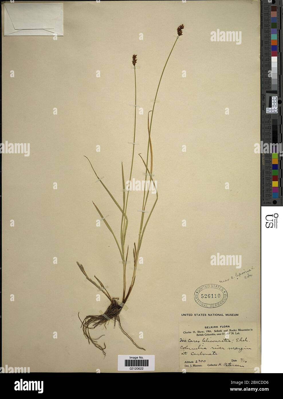 Carex leporina L Carex leporina L Stock Photo - Alamy