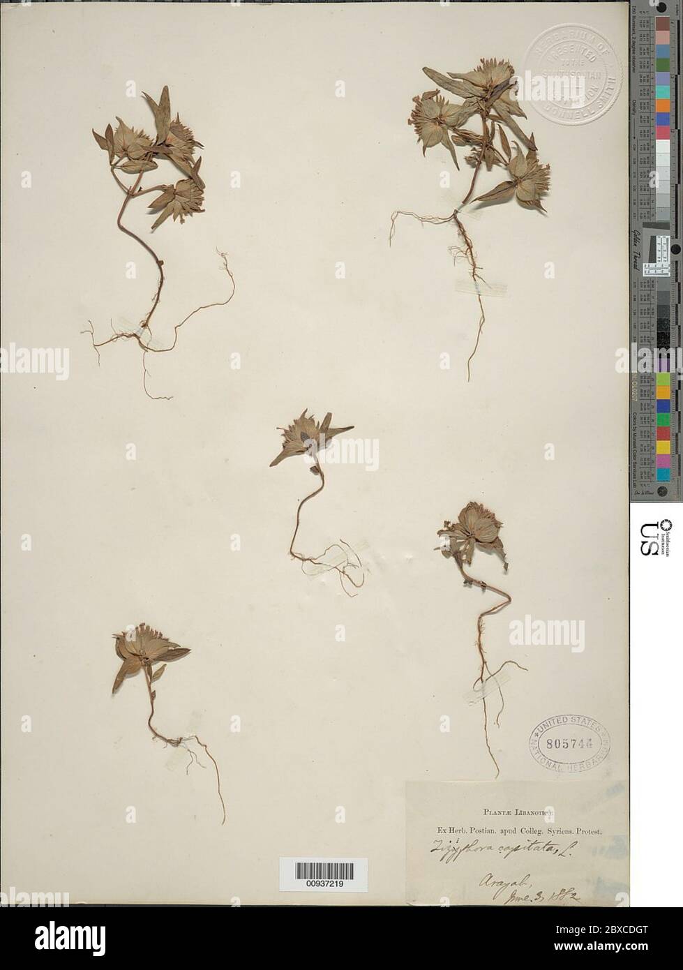 Ziziphora capitata L Ziziphora capitata L Stock Photo - Alamy