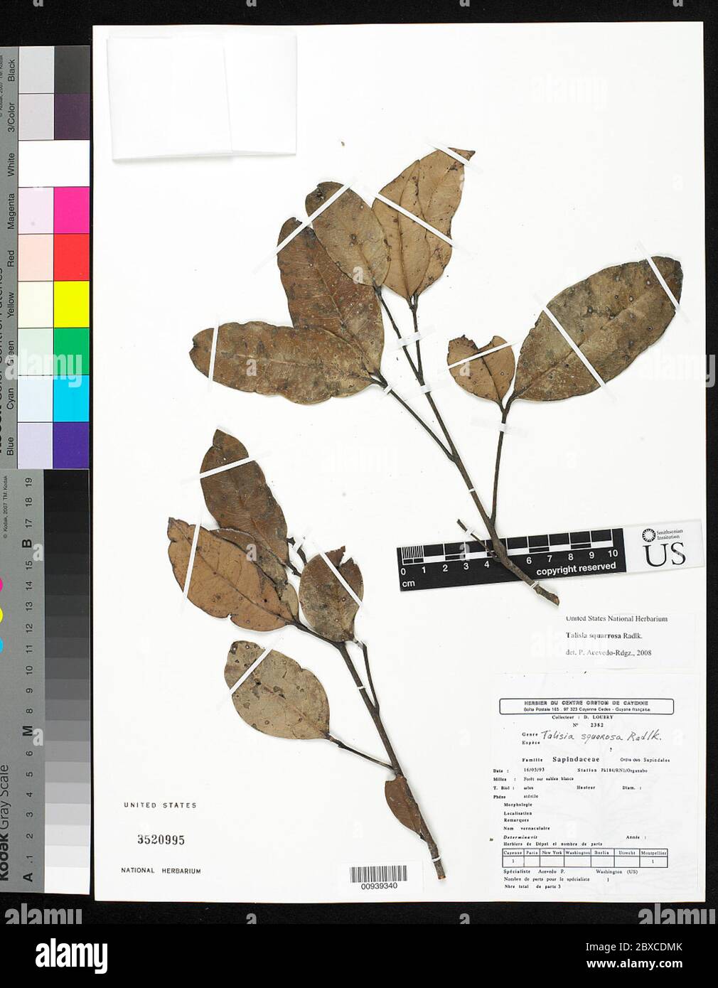 Talisia hi-res stock photography and images - Alamy