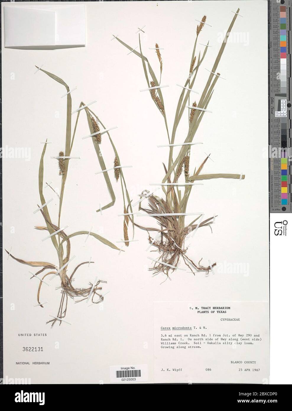 Microdonta hi-res stock photography and images - Alamy