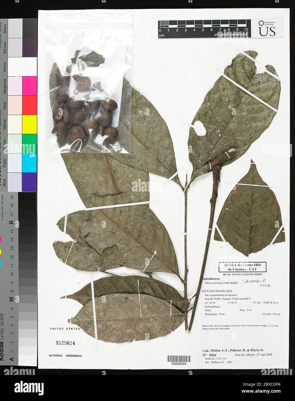 Talisia hi-res stock photography and images - Alamy