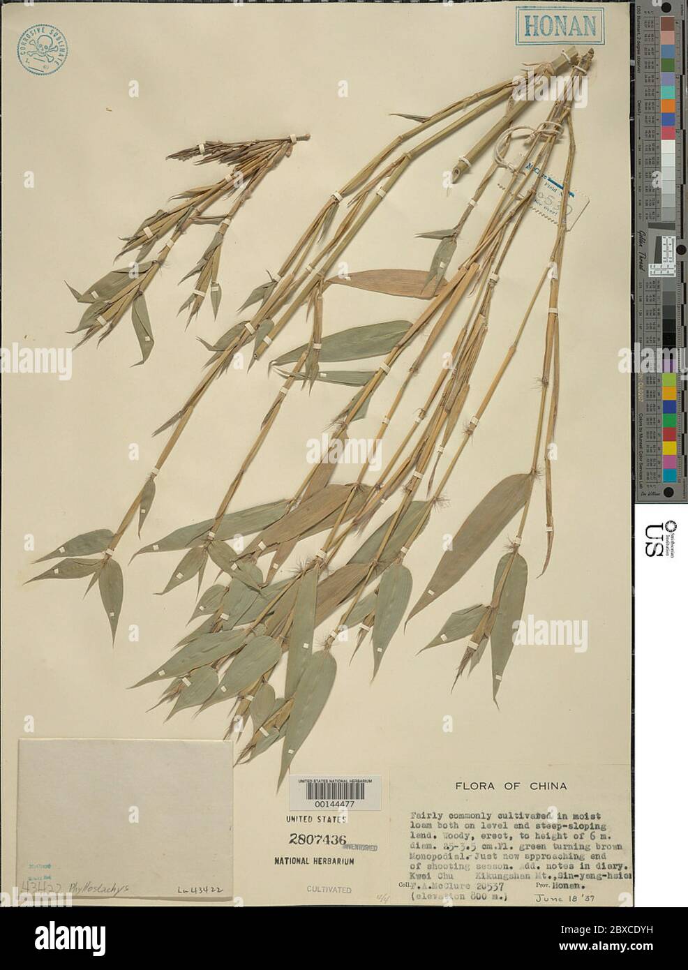 Phyllostachys sp hi-res stock photography and images - Alamy