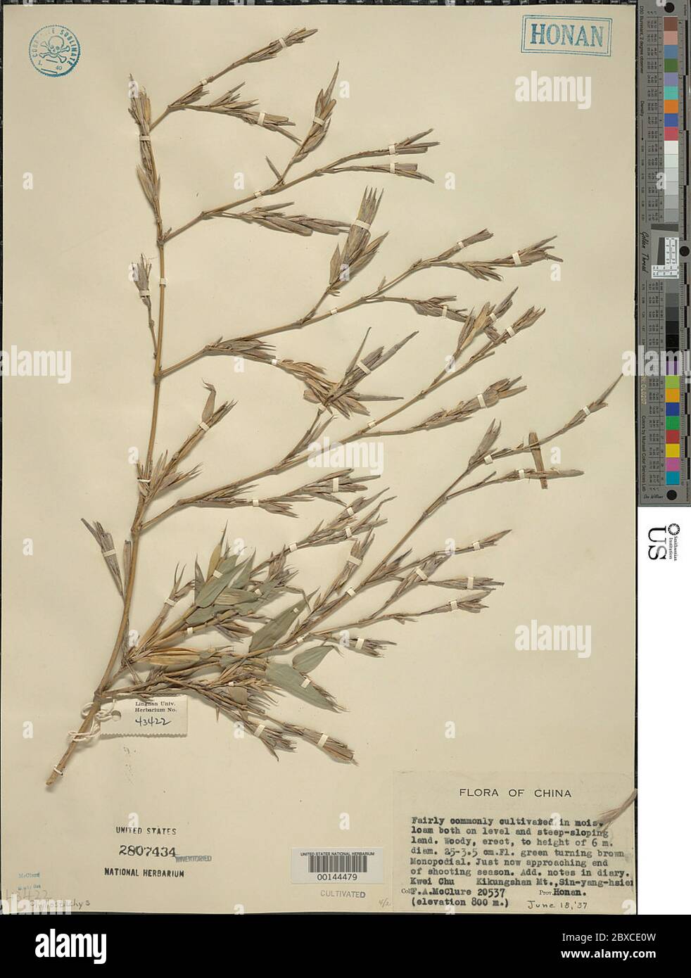 Phyllostachys sp Phyllostachys sp Stock Photo - Alamy