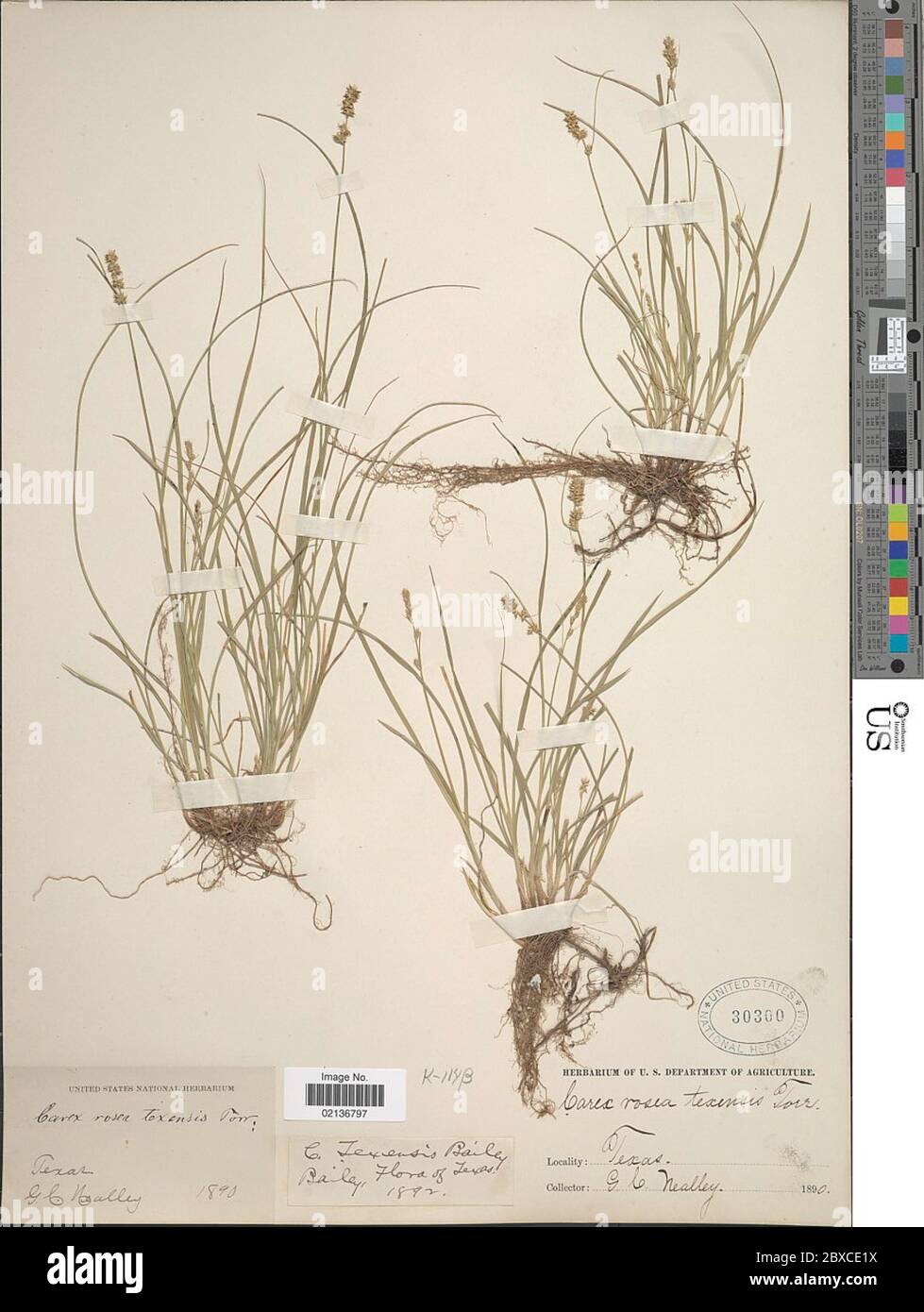 Carex texensis Carex texensis Stock Photo - Alamy