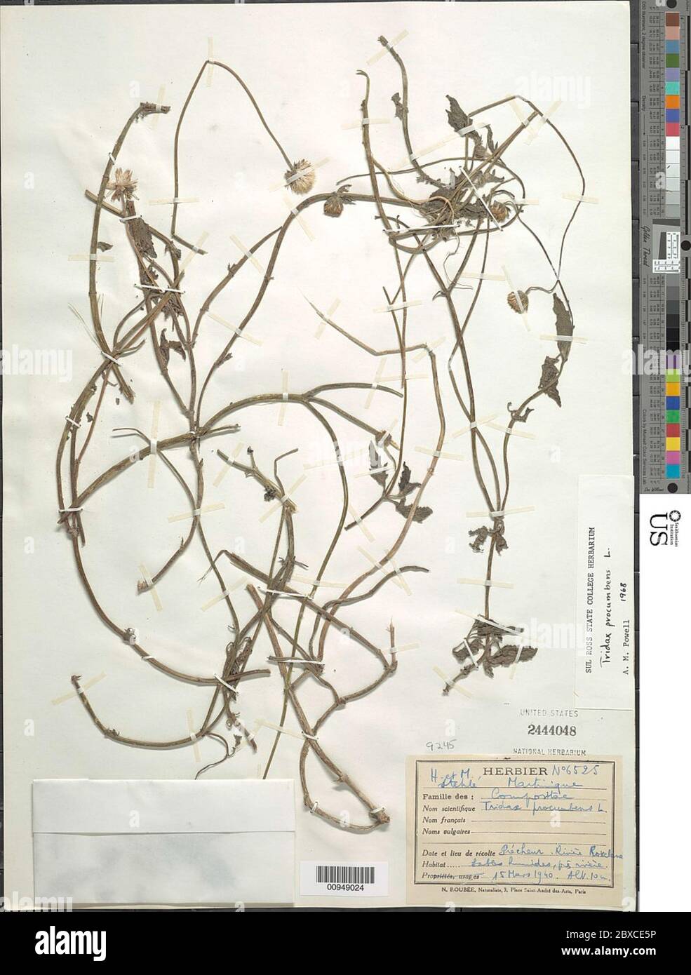 Tridax Procumbens Herbarium