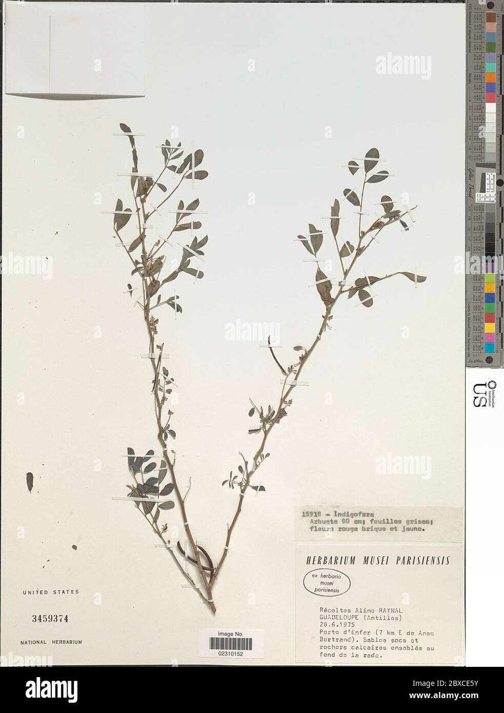 Indigofera sp Indigofera sp Stock Photo - Alamy