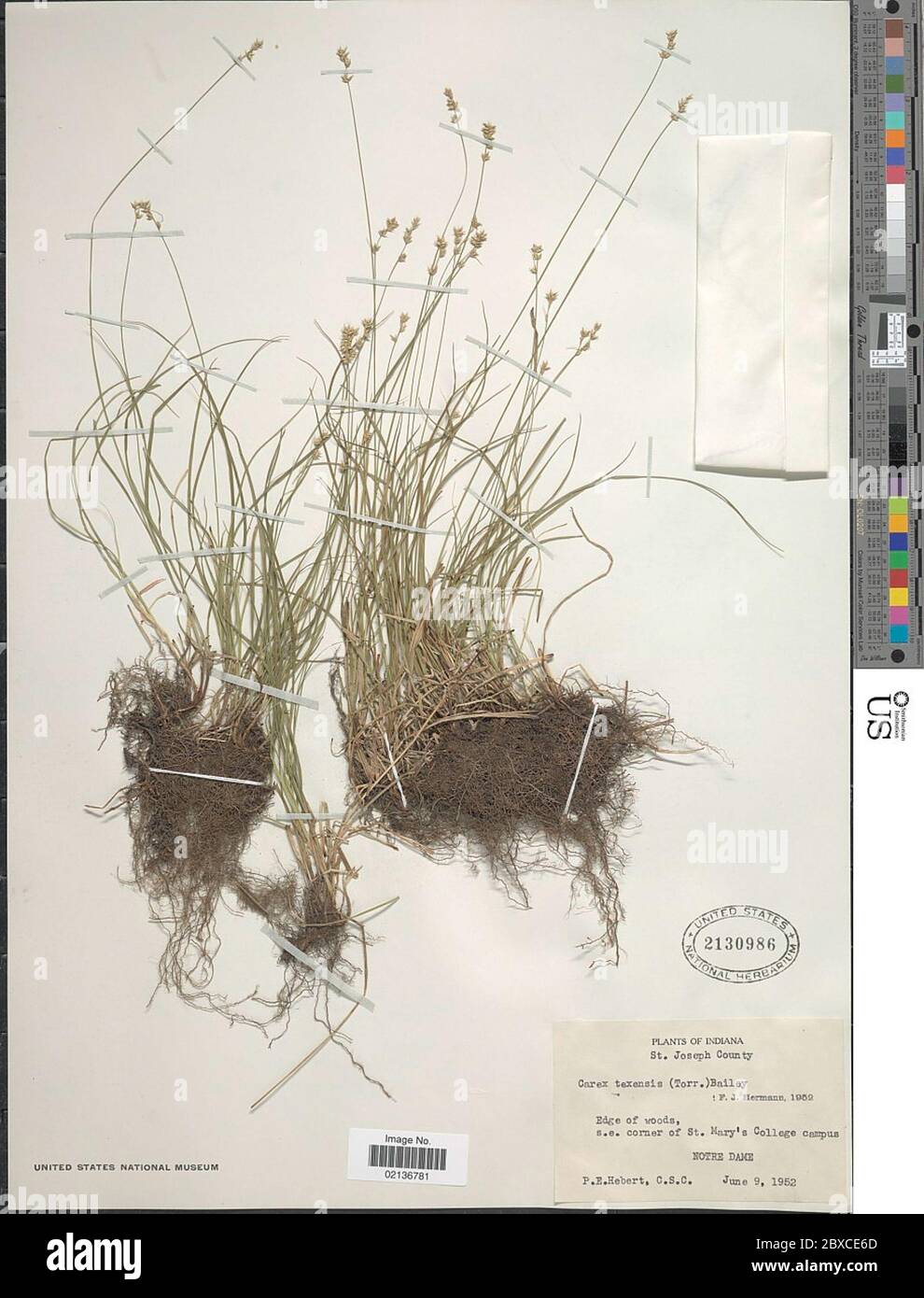 Carex texensis Carex texensis Stock Photo - Alamy