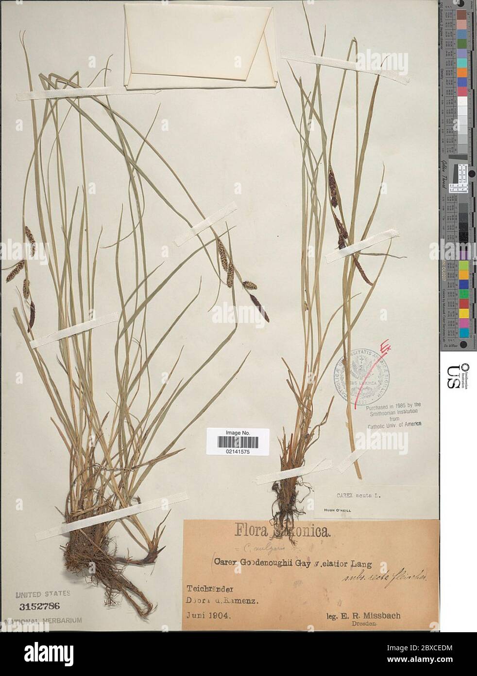 Carex acuta l hi-res stock photography and images - Alamy