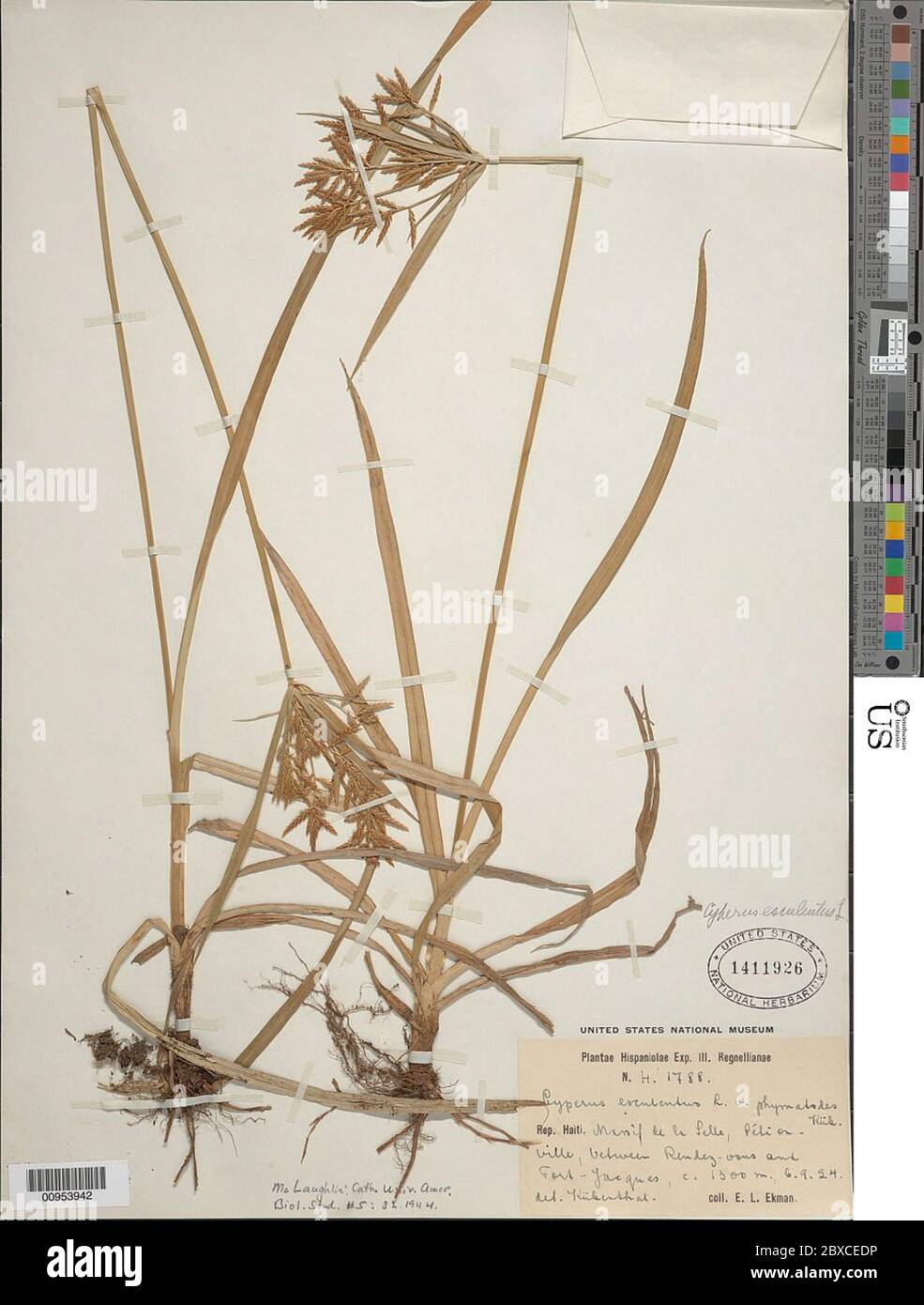 Cyperus esculentus L Cyperus esculentus L Stock Photo - Alamy