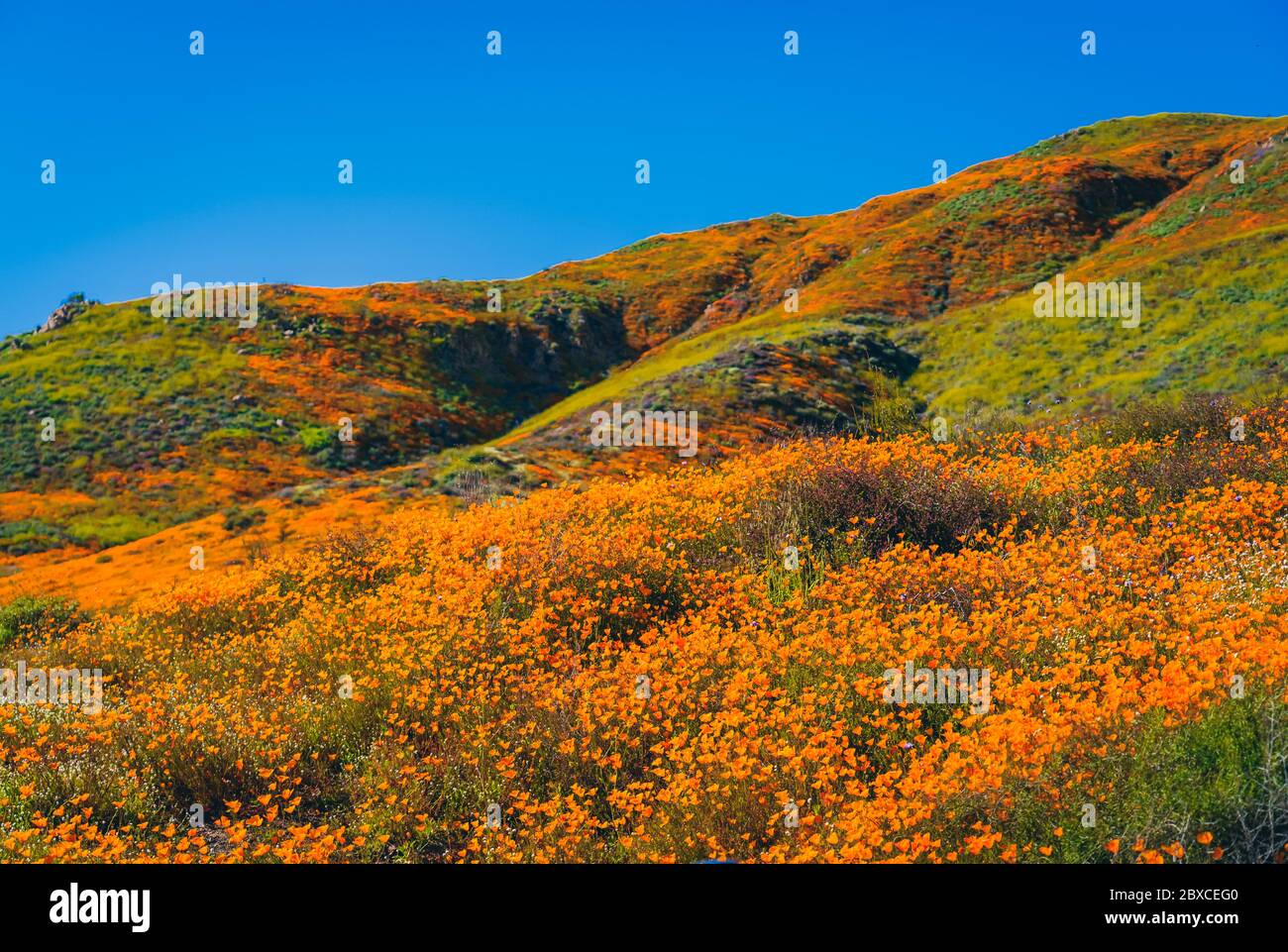 Bright blooming california poppies in hi-res stock photography and ...