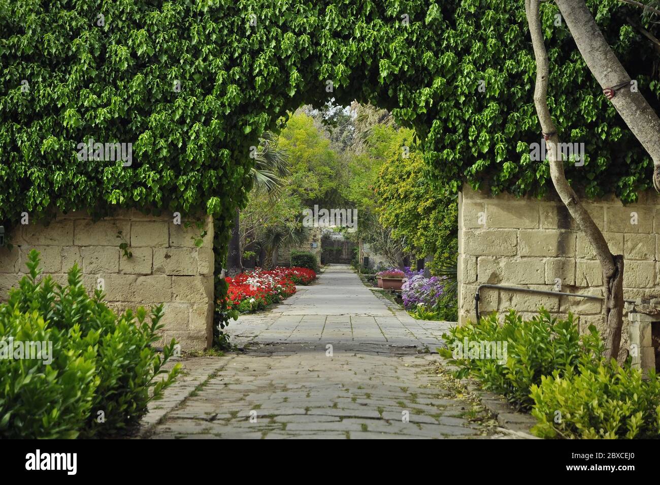 View of a wall gate at the entrance of the garden, covered by ivy ...