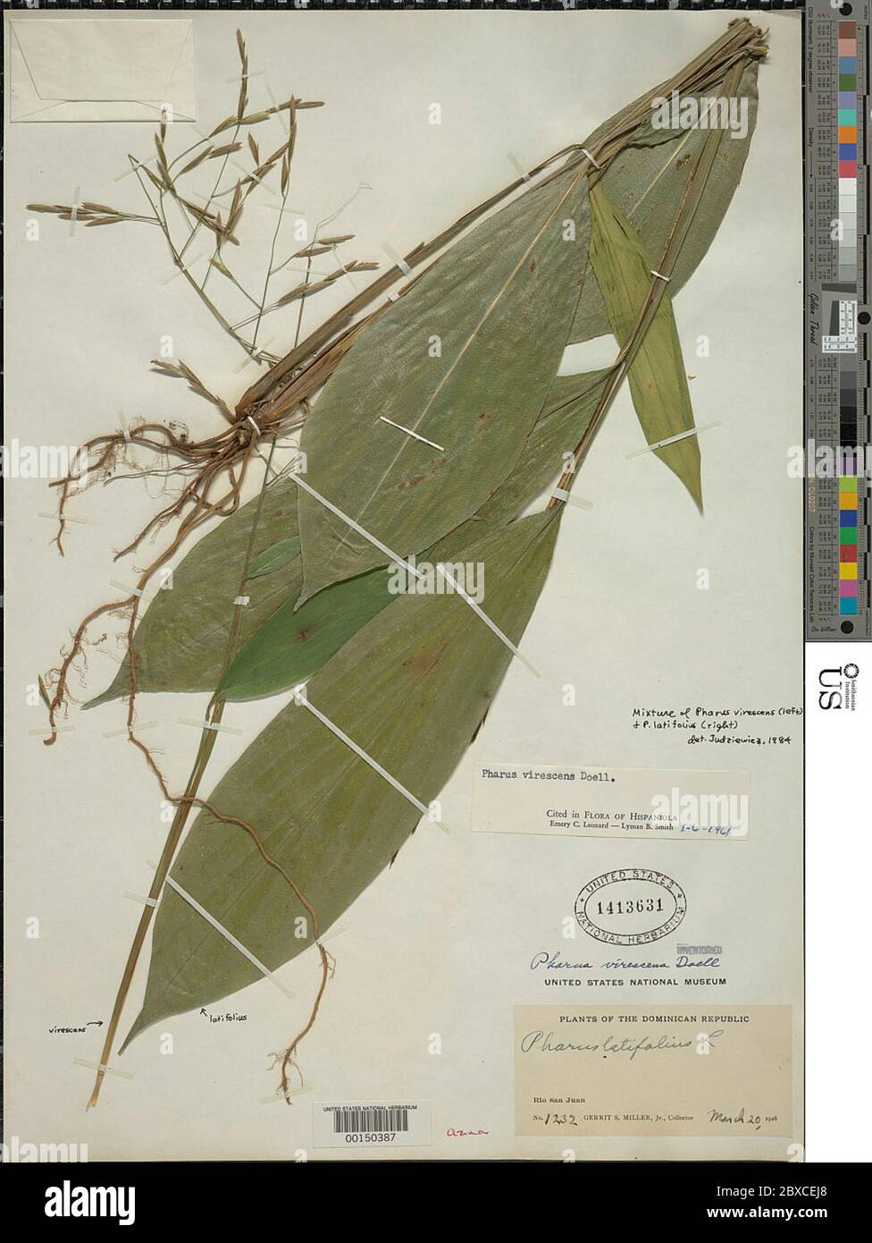 Pharus hi-res stock photography and images - Alamy