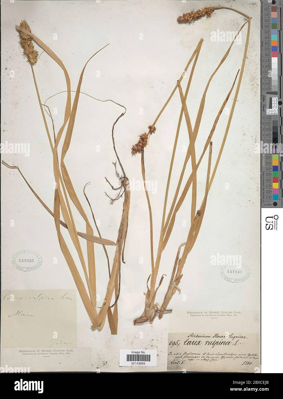 Carex vulpina L Carex vulpina L Stock Photo - Alamy