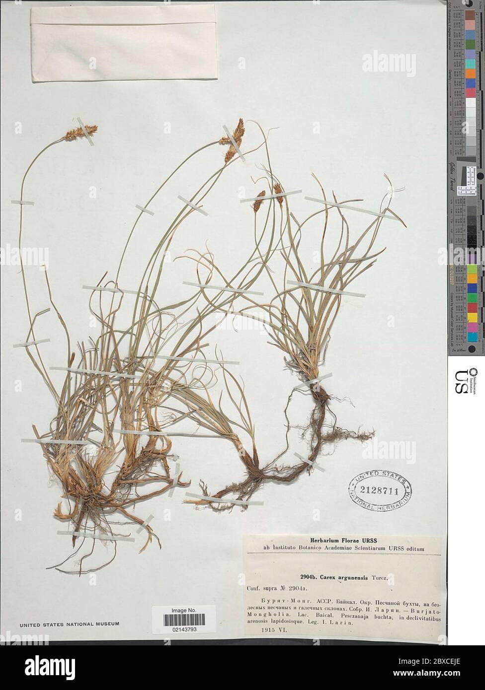 Carex argunensis Turcz ex Ledeb Carex argunensis Turcz ex Ledeb Stock ...