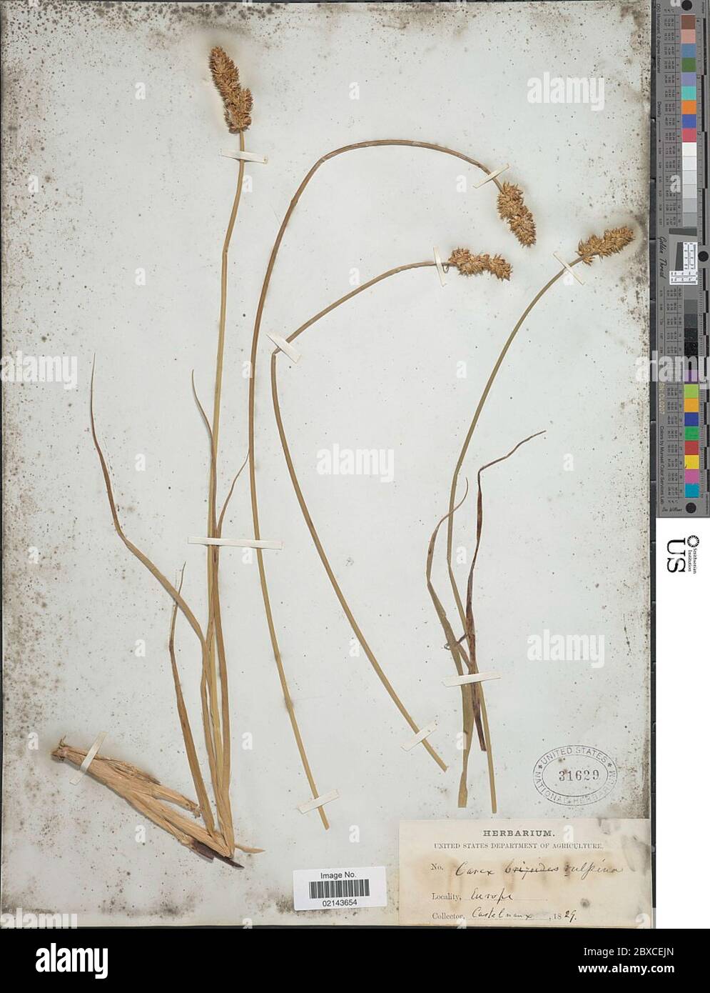 Carex vulpina L Carex vulpina L Stock Photo - Alamy
