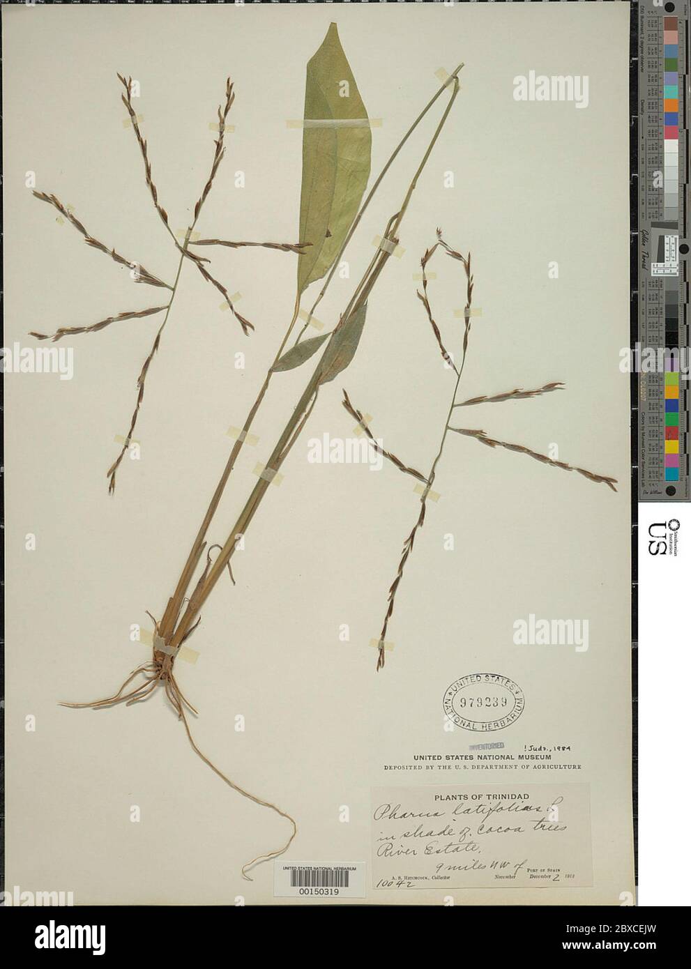 Pharus latifolius L Pharus latifolius L Stock Photo - Alamy