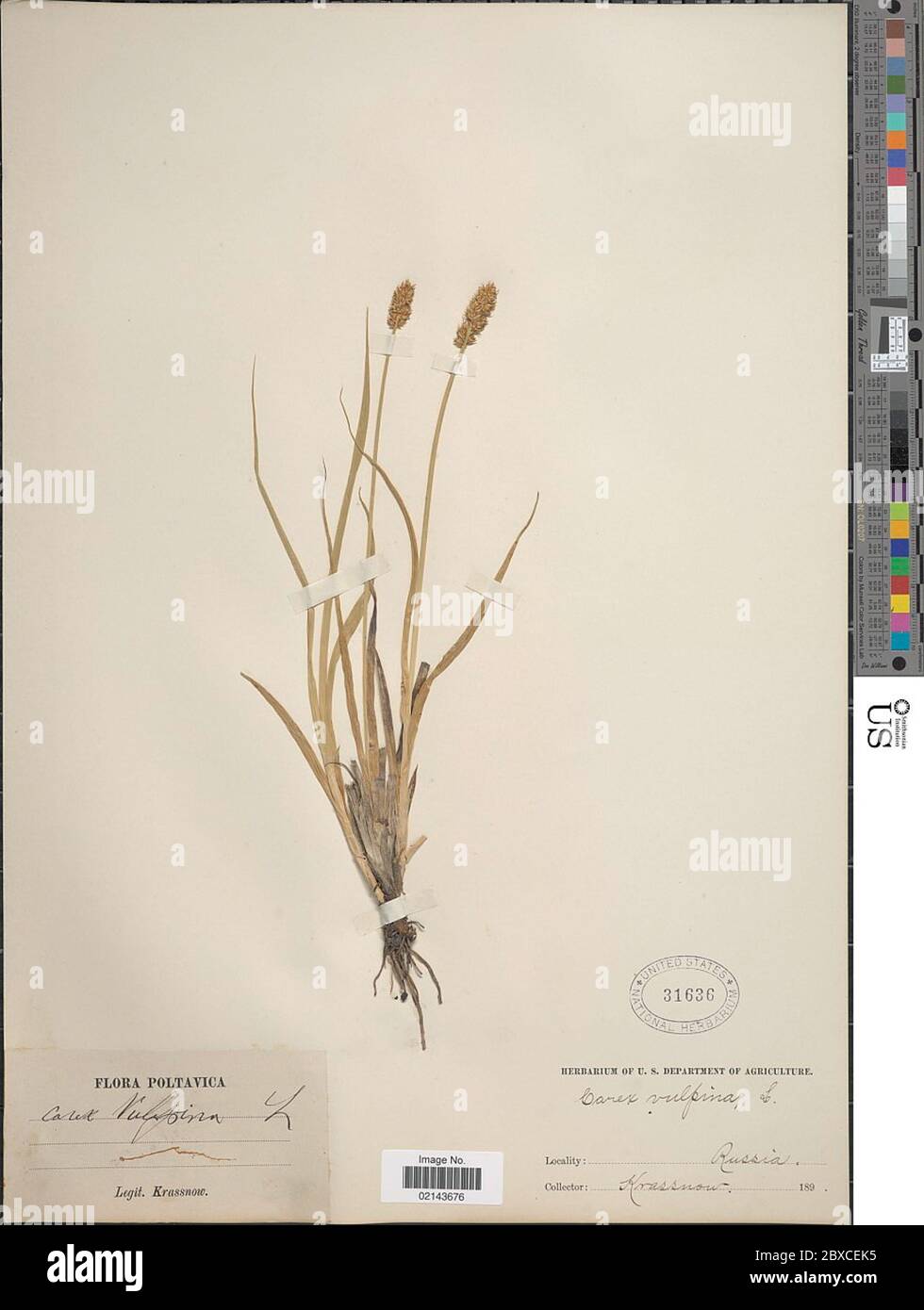 Carex vulpina L Carex vulpina L Stock Photo - Alamy