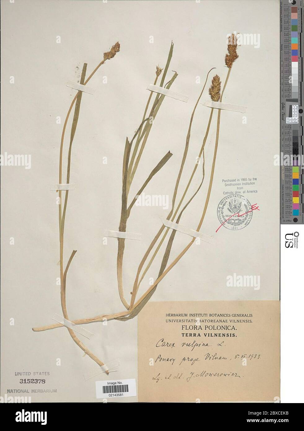 Carex vulpina L Carex vulpina L Stock Photo - Alamy