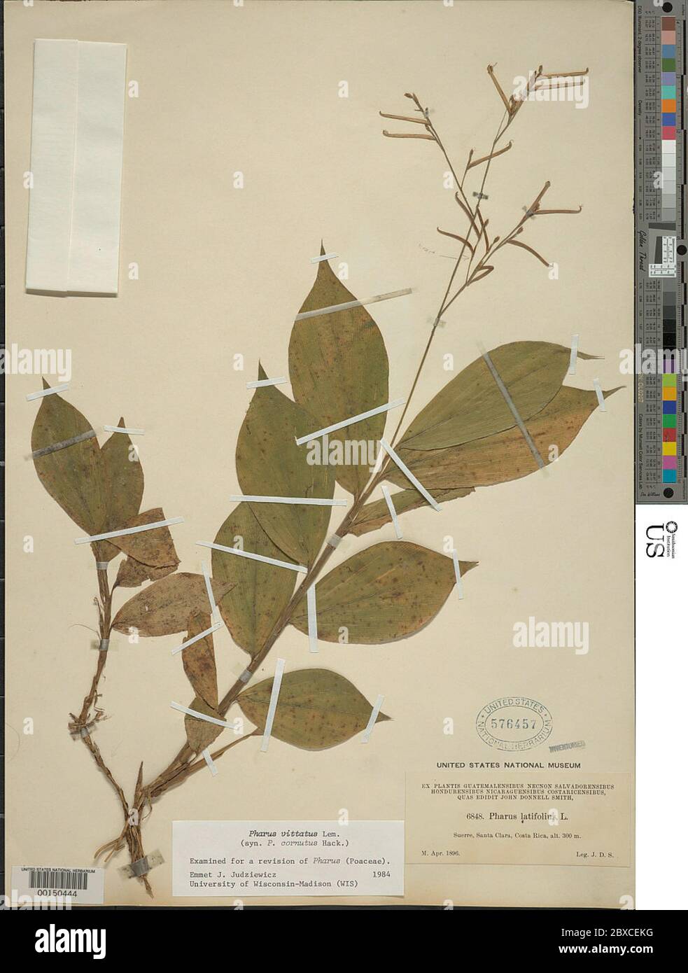 Pharus vittatus Lem Pharus vittatus Lem Stock Photo - Alamy