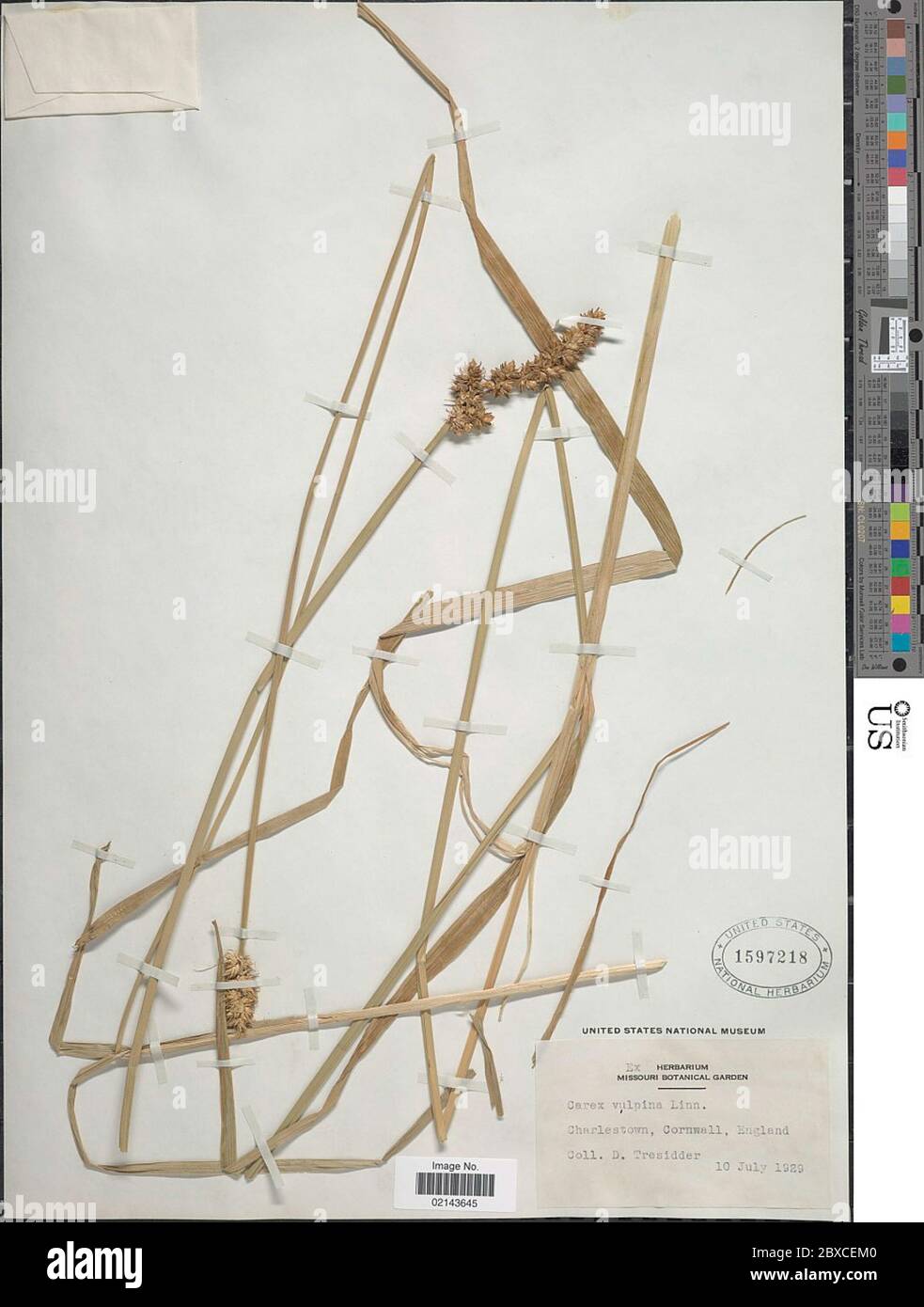 Carex vulpina hi-res stock photography and images - Alamy