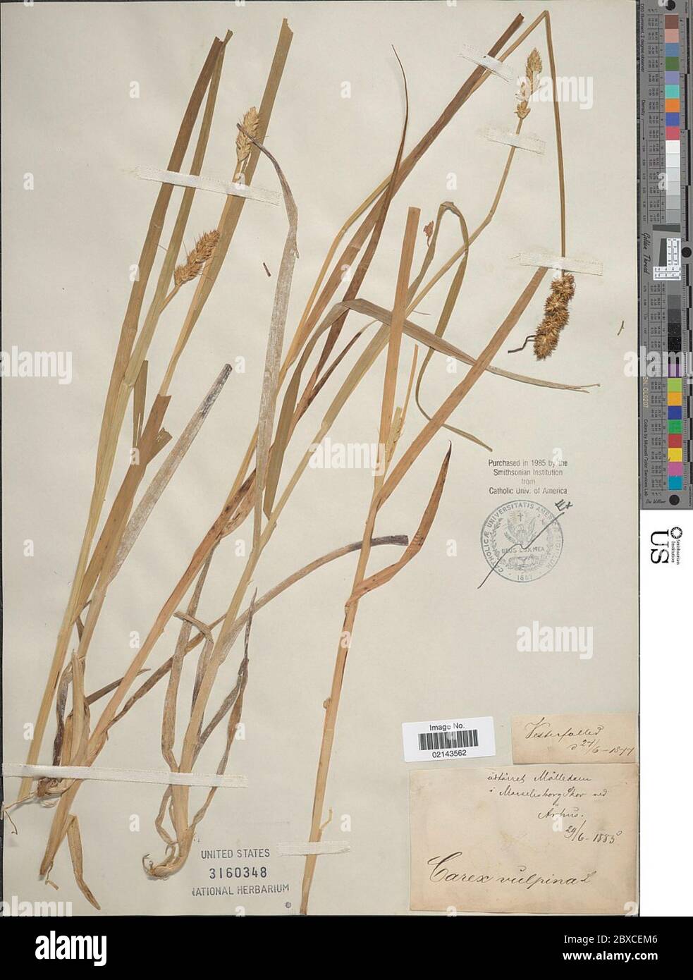 Carex vulpina L Carex vulpina L Stock Photo - Alamy