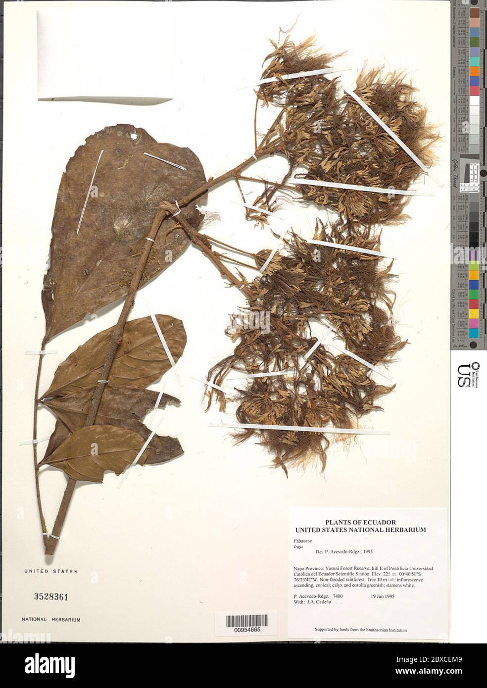 Inga sp Inga sp Stock Photo - Alamy