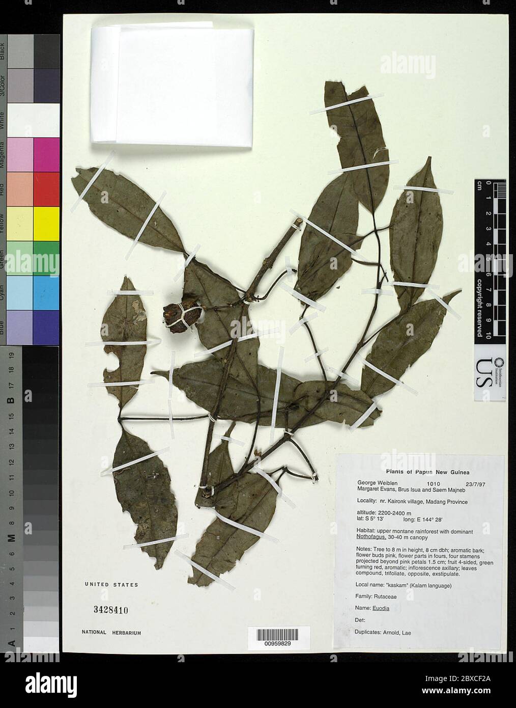 Evodia High Resolution Stock Photography and Images - Alamy