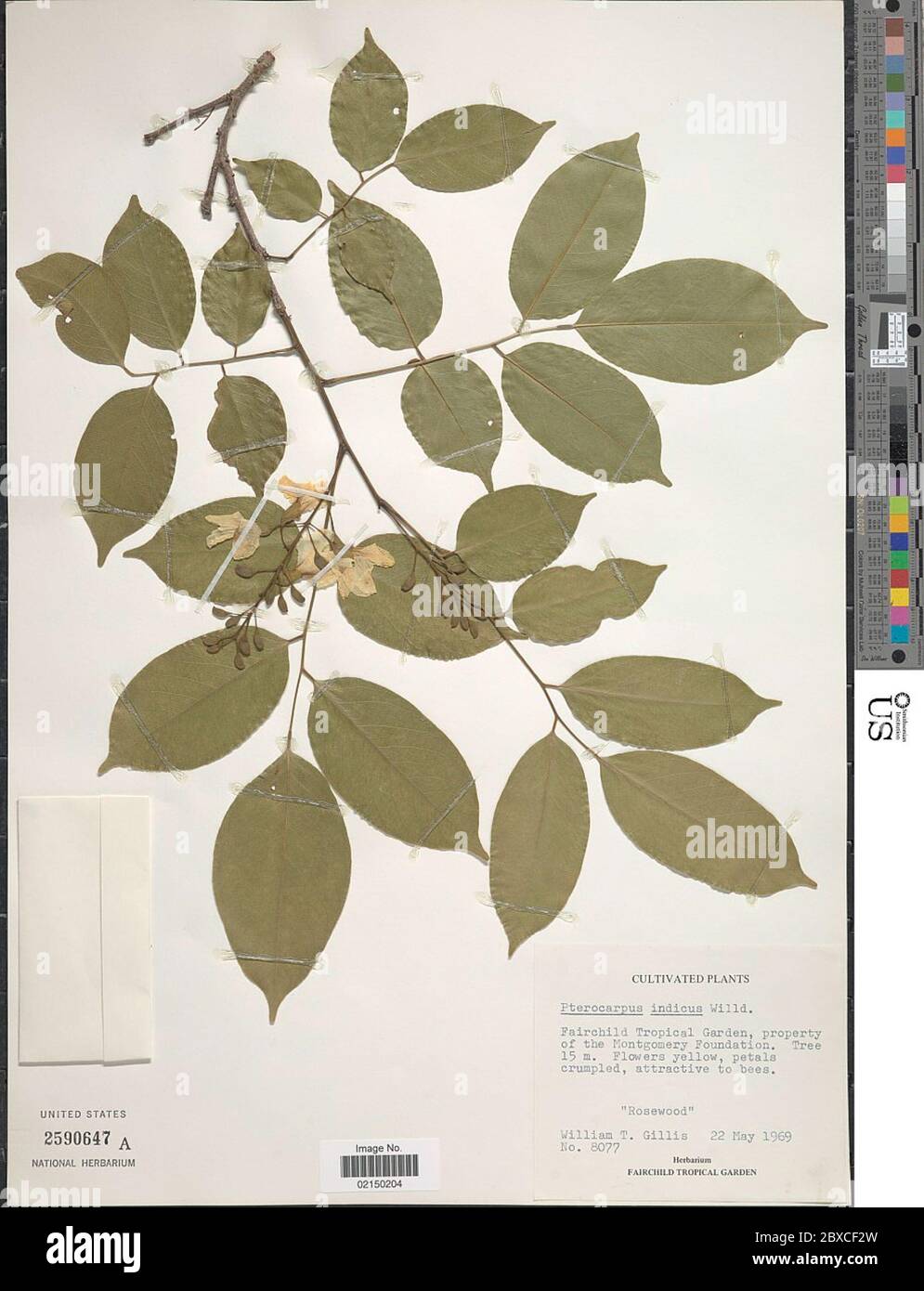 Pterocarpus sp hi-res stock photography and images - Alamy