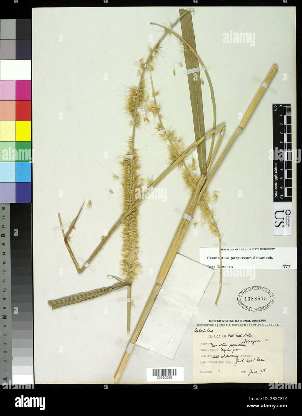 Schumach hi-res stock photography and images - Alamy