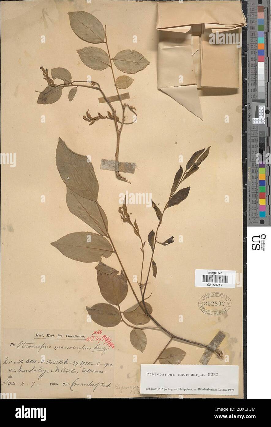 Pterocarpus macrocarpus Kurz Pterocarpus macrocarpus Kurz Stock Photo ...