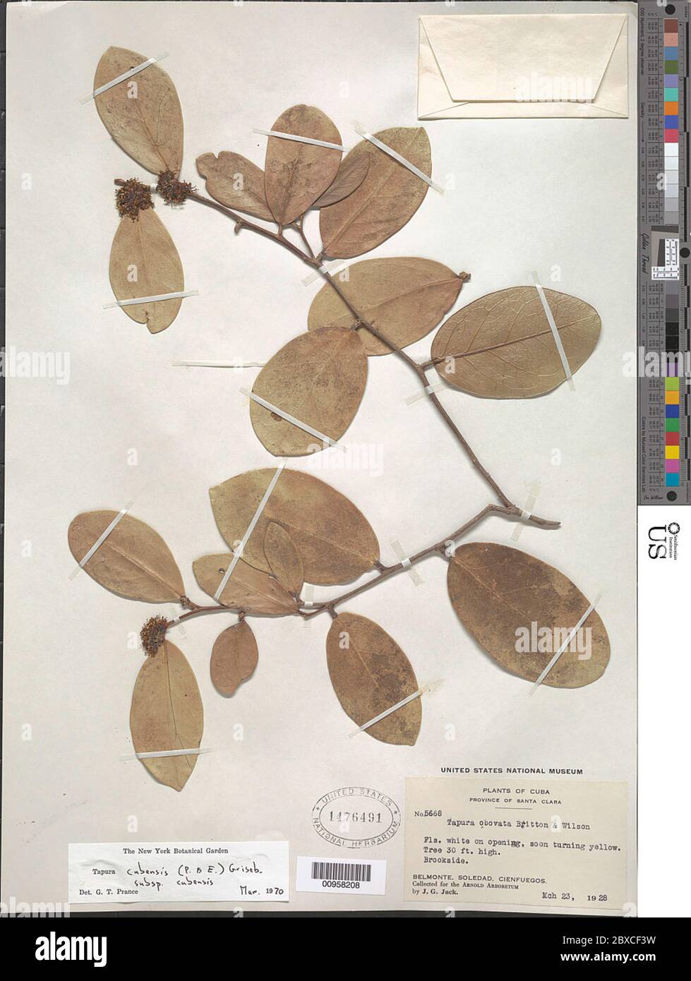 Tapura cubensis Poepp Endl Griseb subsp cubensis Tapura cubensis Poepp ...