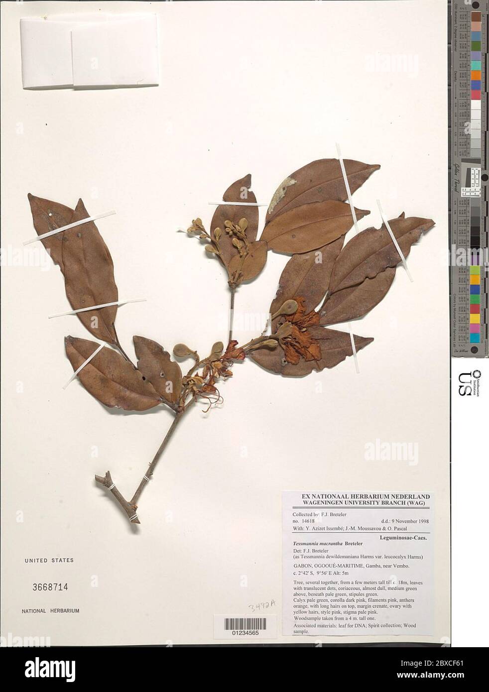 Tessmannia macrantha Tessmannia macrantha Stock Photo - Alamy