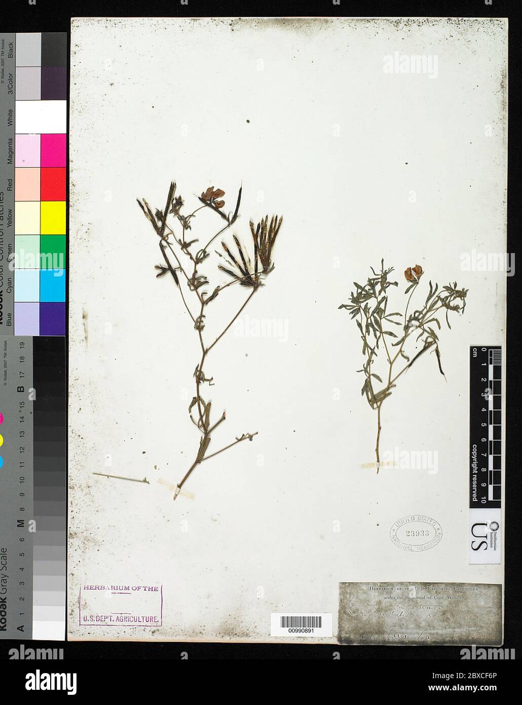 Lotus australis Andrews Lotus australis Andrews Stock Photo - Alamy