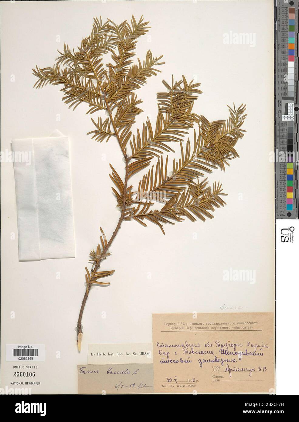 Taxus baccata L Taxus baccata L Stock Photo - Alamy